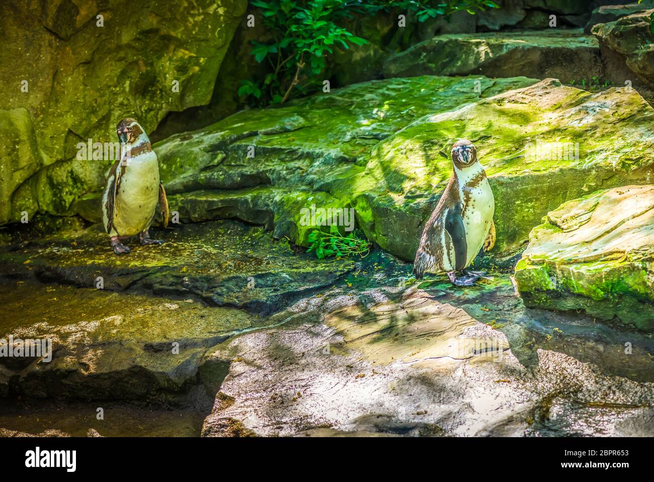 Two penguins sitting on the rocks. Sunny day Stock Photo - Alamy