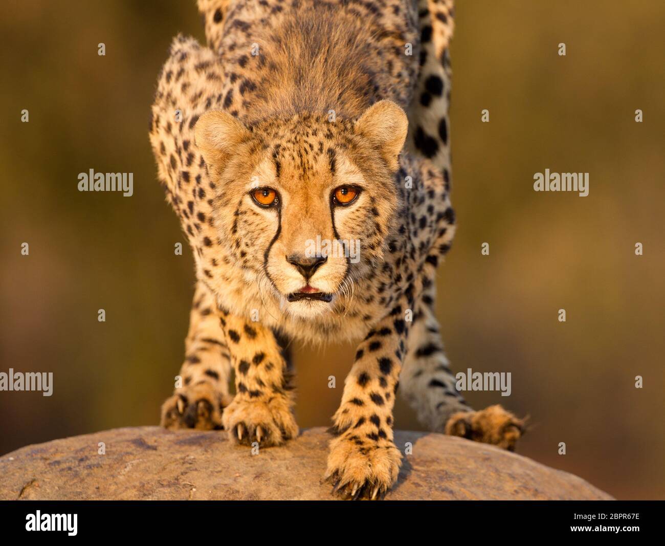 One adult female Cheetah crouching on a rock and looking straight ...