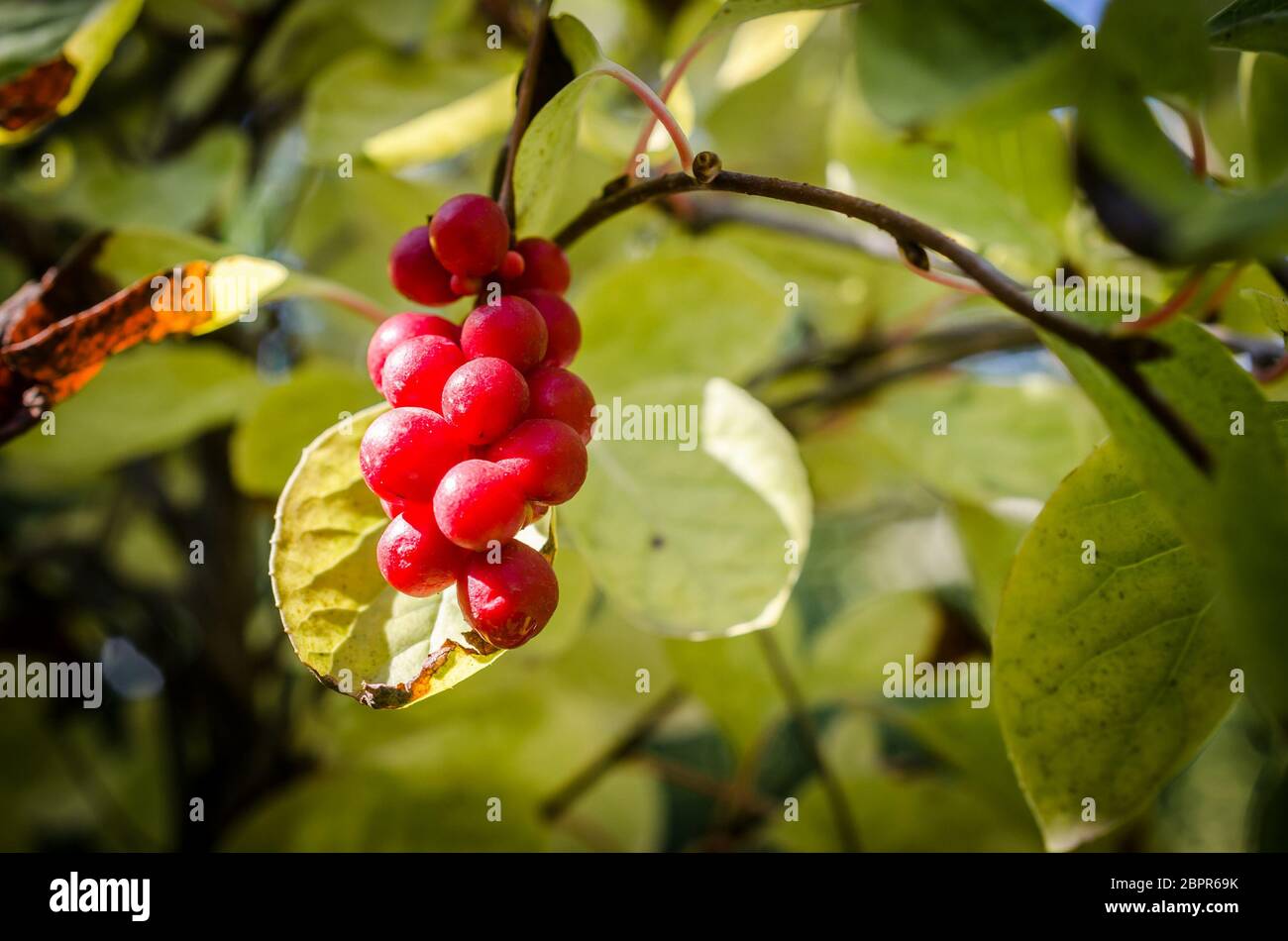 Chinese magnolia vine hi-res stock photography and images - Alamy
