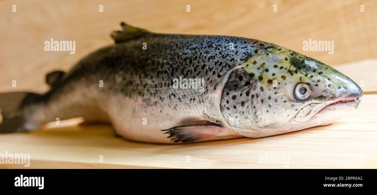 Atlantic Salmon whole fish Stock Photo - Alamy