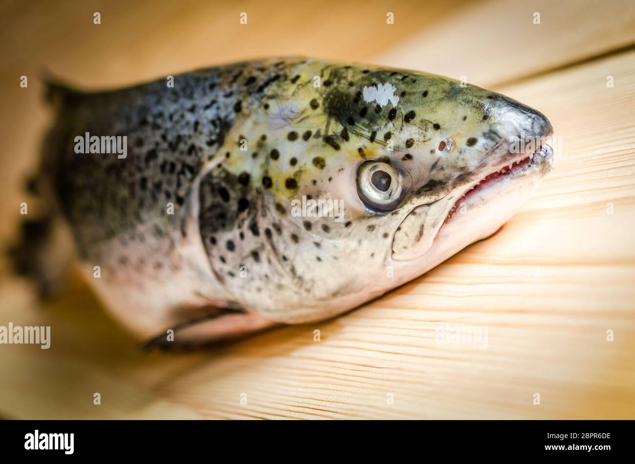 Atlantic Salmon whole fish Stock Photo - Alamy