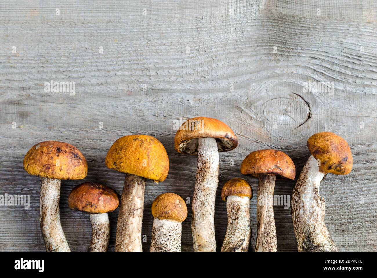 orange-cap boletus mushrooms Stock Photo - Alamy