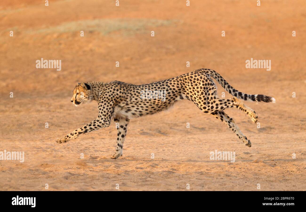 Cheetah running full speed hi-res stock photography and images - Alamy