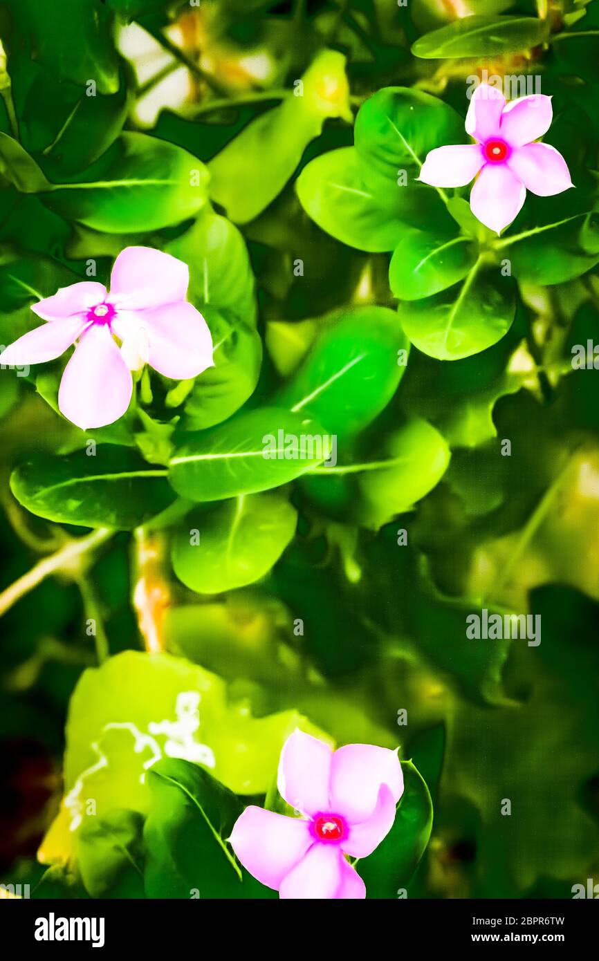 Photograph of flower captured from a Sunny flower garden. Image is ...