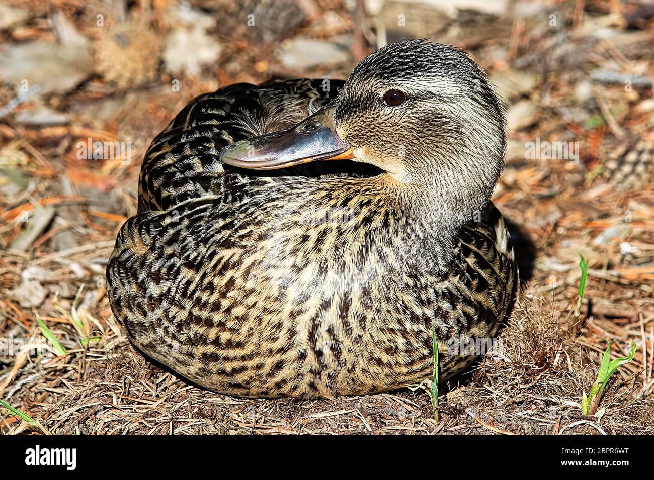 Hen mallard profile view hi-res stock photography and images - Alamy