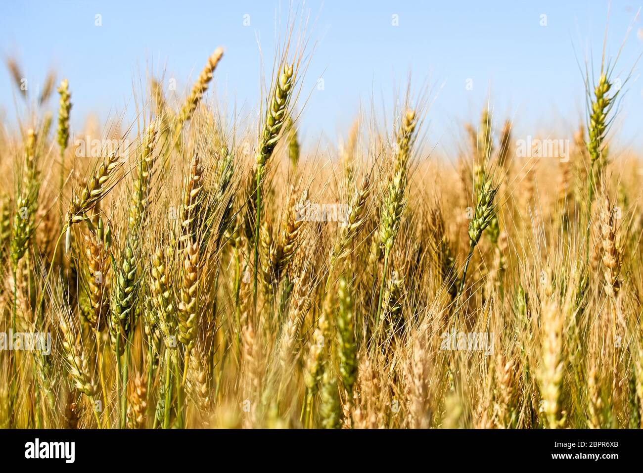 Side view of barley heads in various stages of ripening Stock Photo - Alamy