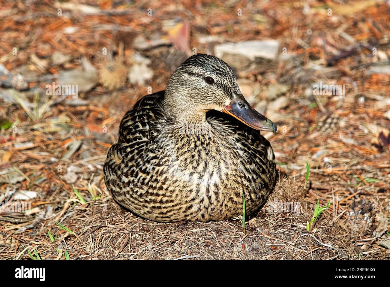 Hen mallard profile view hi-res stock photography and images - Alamy