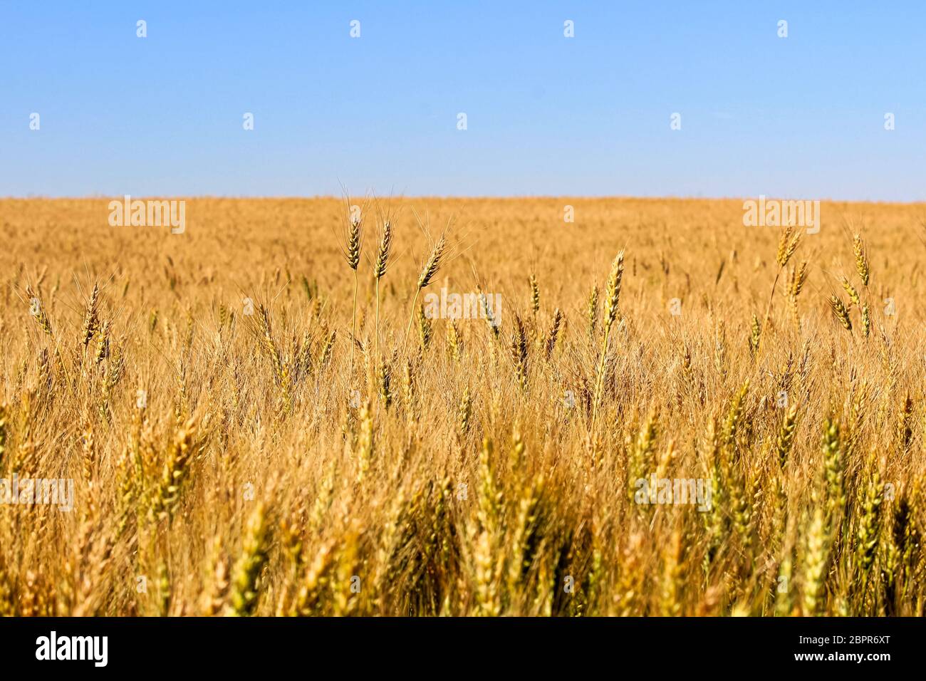 Heads of ripening barley hi-res stock photography and images - Alamy
