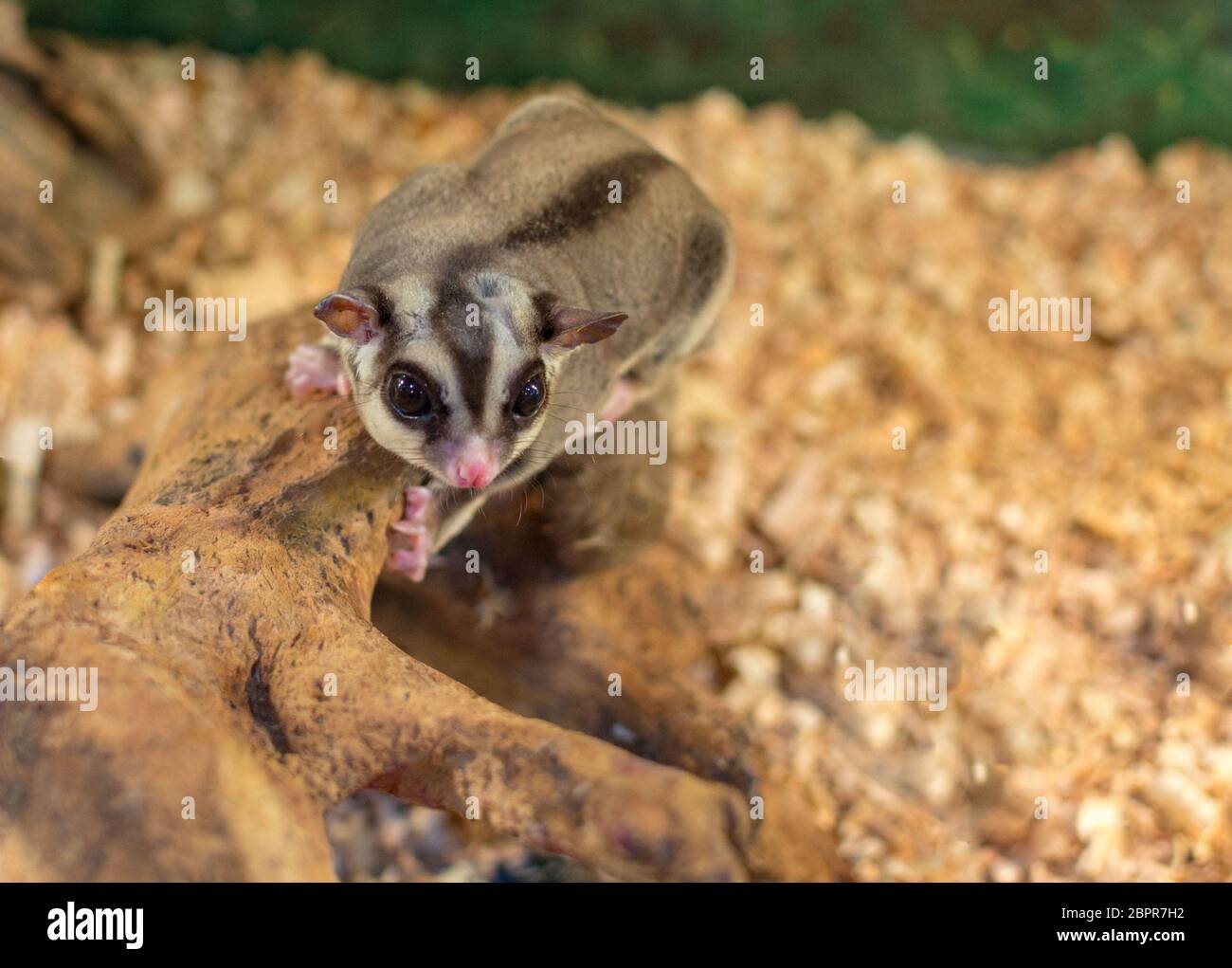 Tree mouse hi-res stock photography and images - Alamy