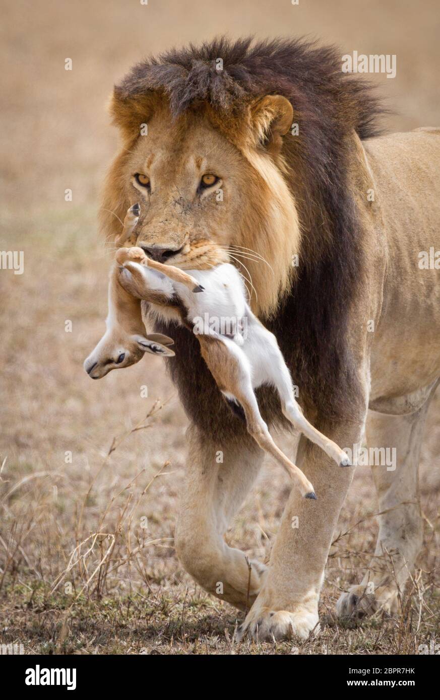 Gazzelle Running Lion Coloring