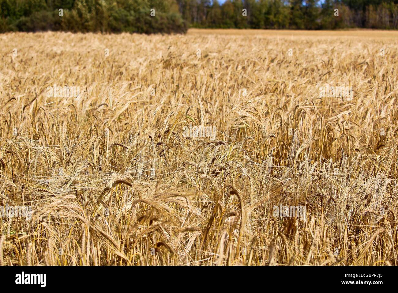 Barely Bread High Resolution Stock Photography and Images - Alamy