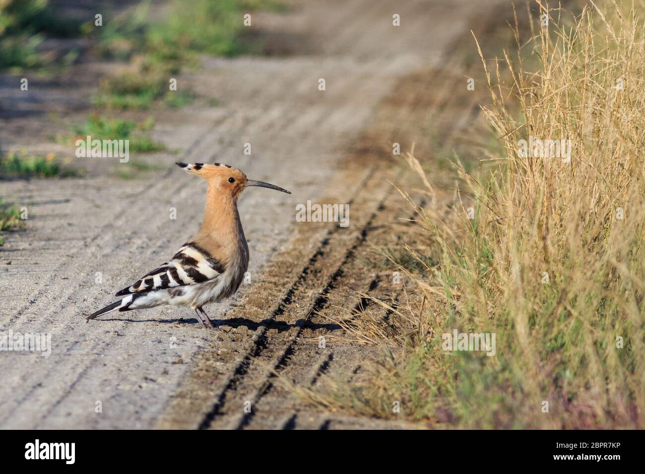 eurasian hoopoe bird in Danube Delta, Romania Stock Photo - Alamy