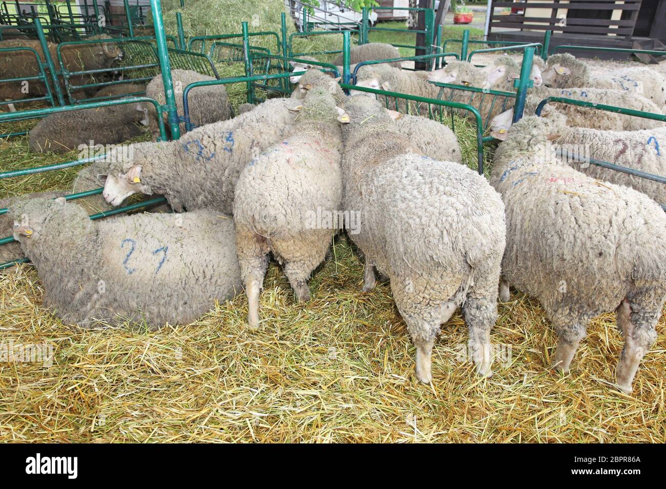 Sheeps pen hi-res stock photography and images - Alamy