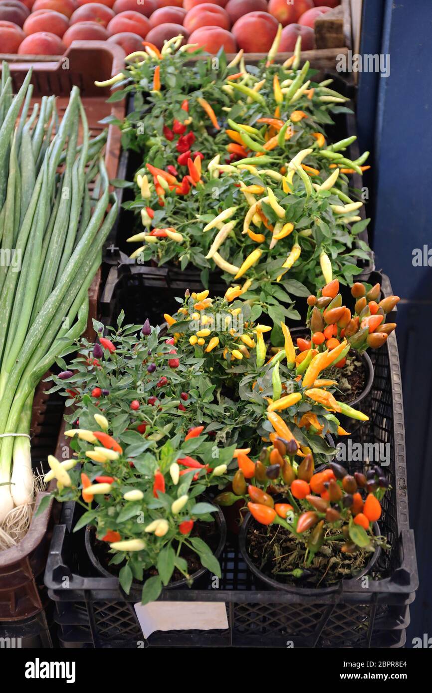 Small chilli plants hi-res stock photography and images - Alamy