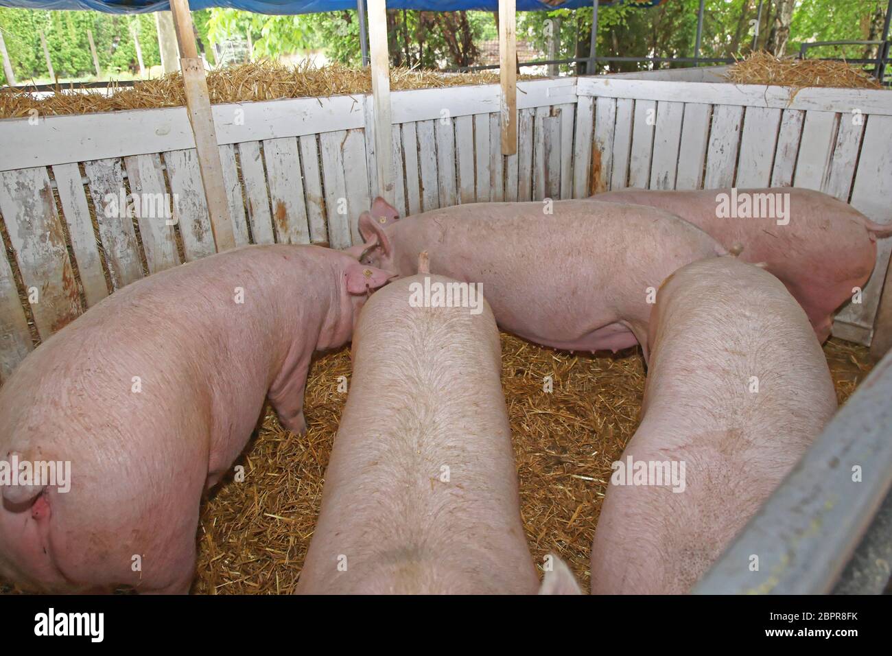 Big Pigs High Resolution Stock Photography and Images - Alamy