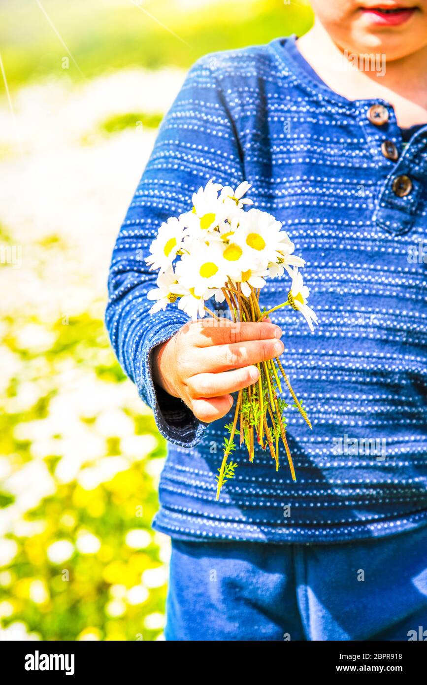Cute Little Kid Is Holding A Bouquet Of Daisy Flower. Sunny And Spring ...