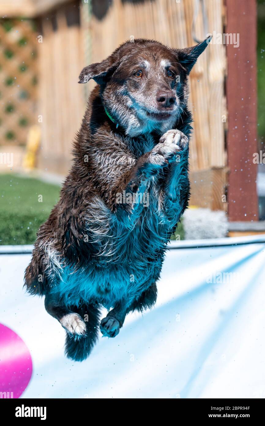 Black lab jumping into water hi-res stock photography and images - Alamy