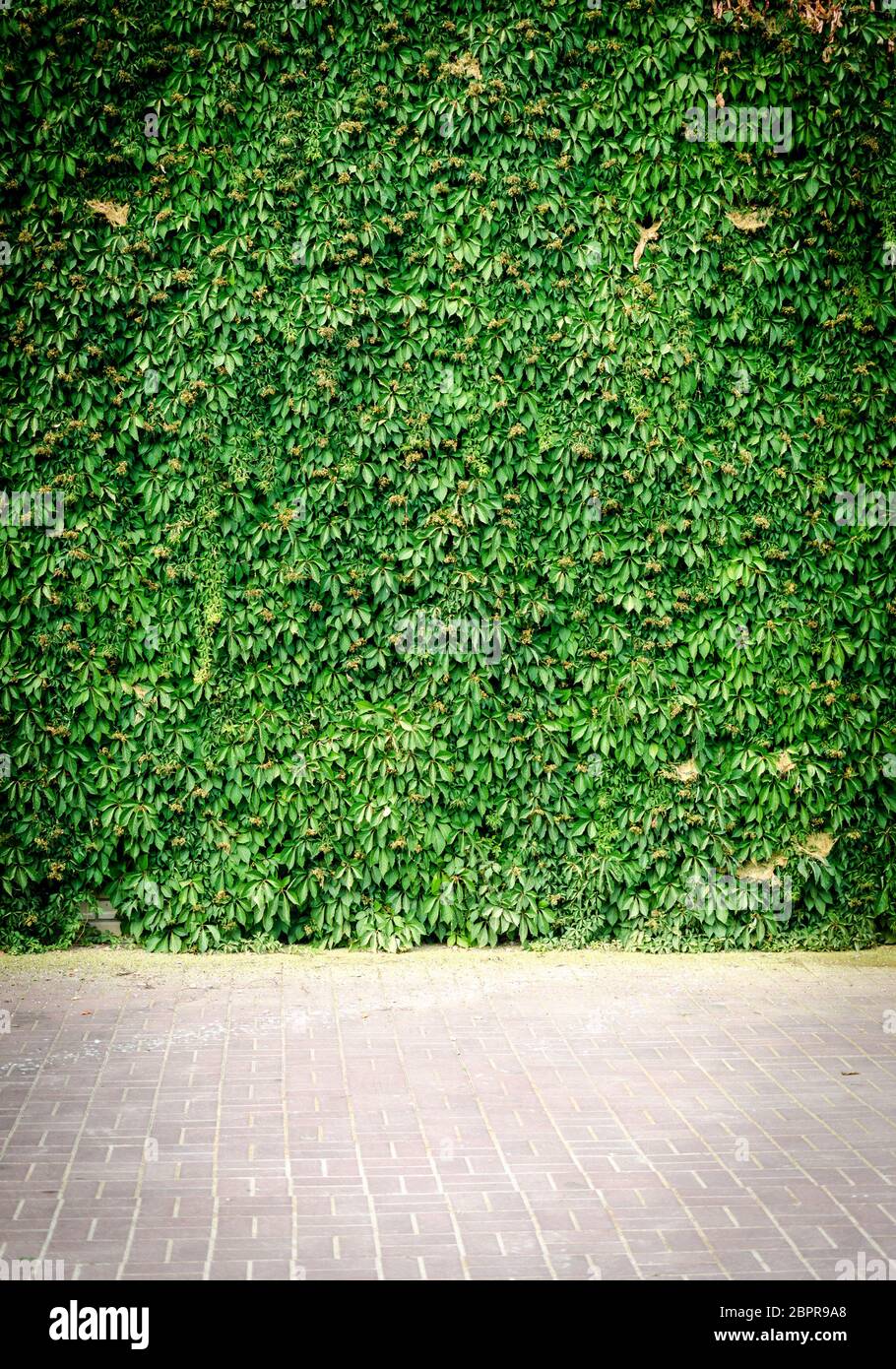 Green Ivy wall Stock Photo - Alamy