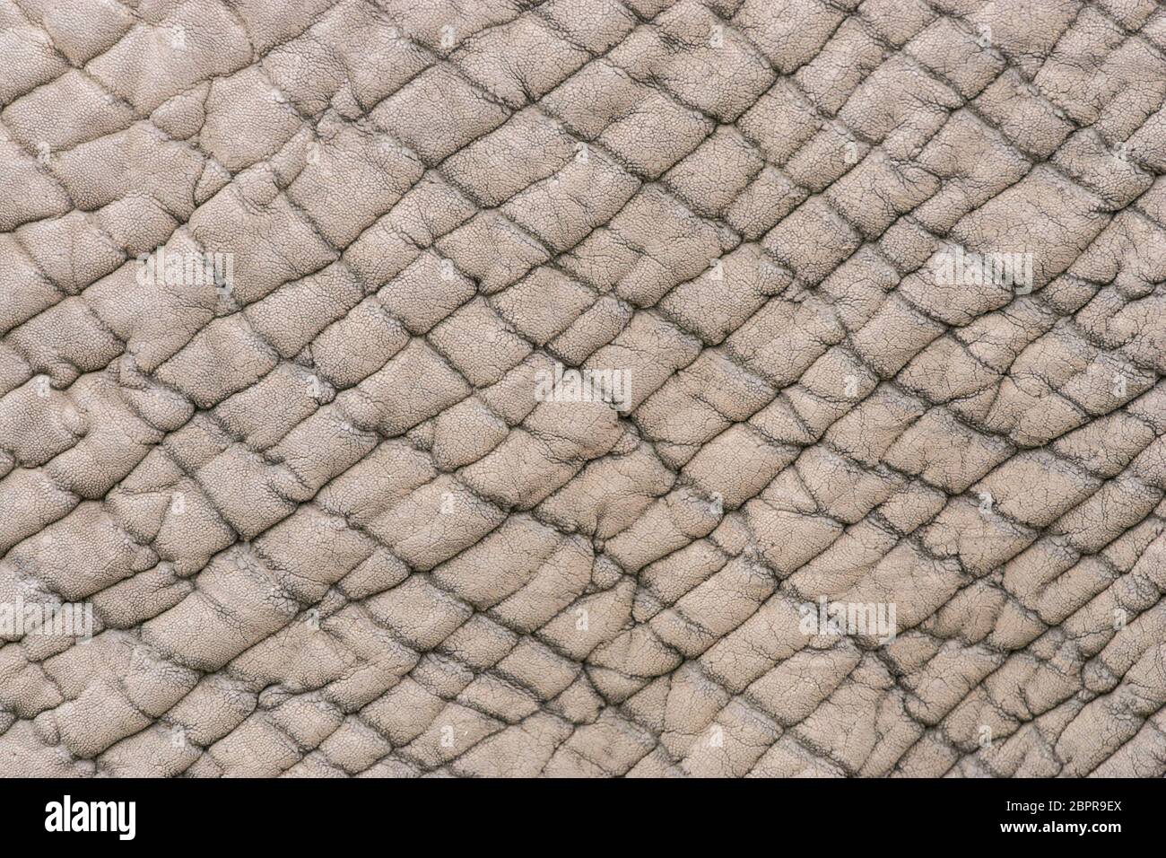 Elephant skin pattern hi-res stock photography and images - Alamy