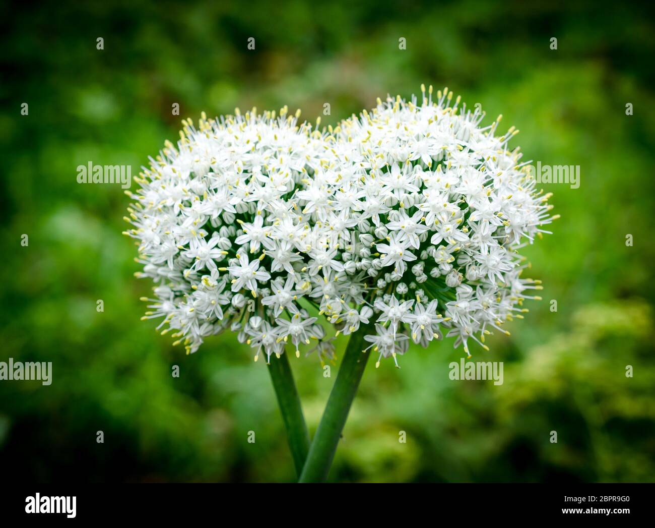 Beautiful closeup two garlic hi-res stock photography and images - Alamy
