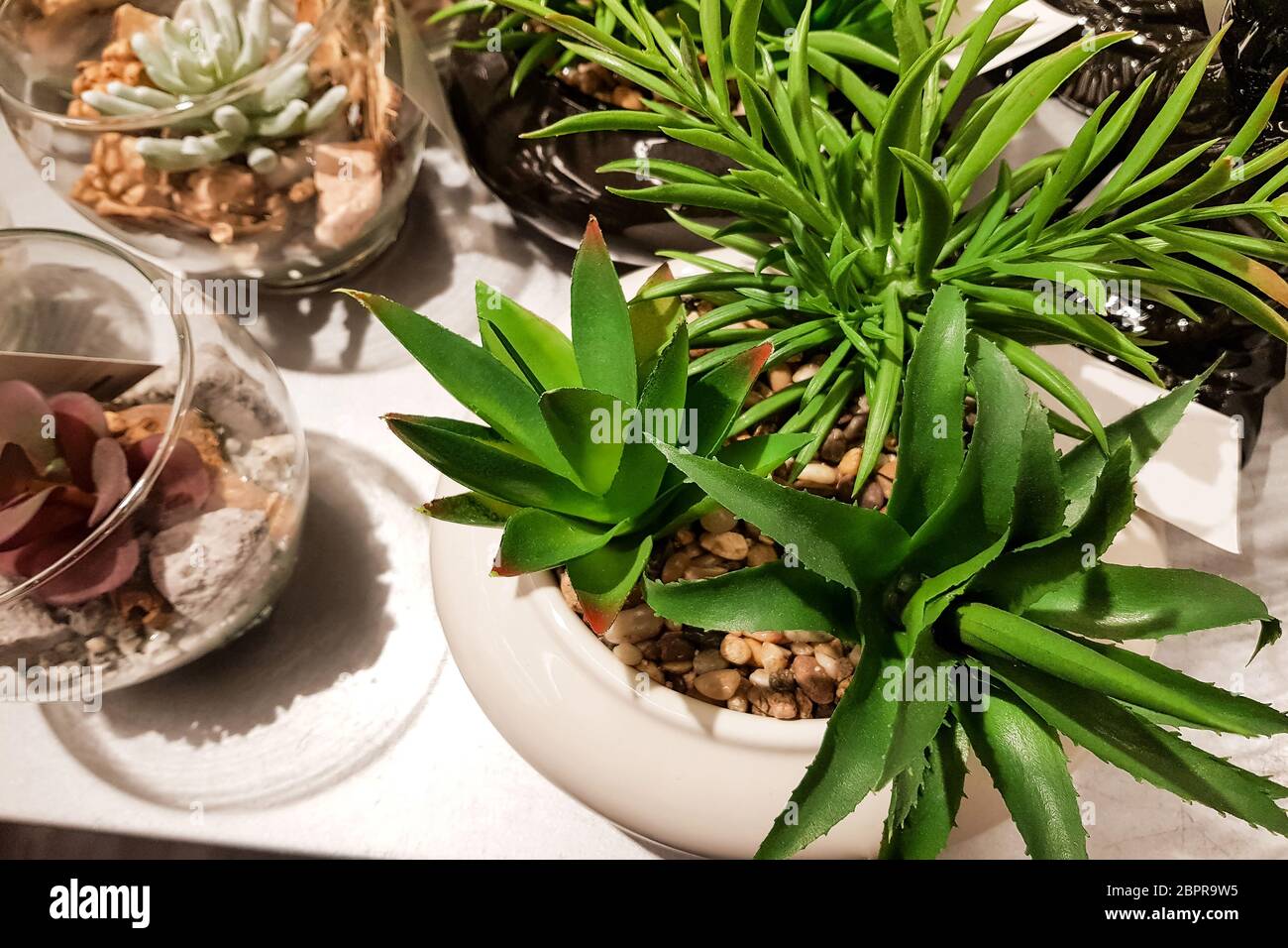 Amazing desert cactus plants with several types of cactuses in a jar ...