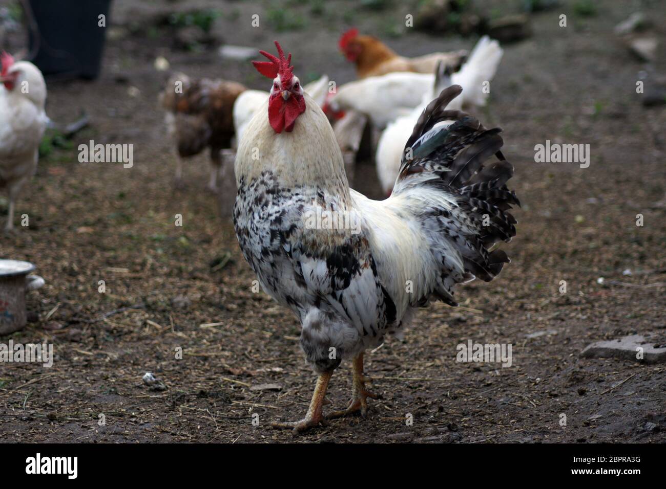 Rural home chickens. Rooster in a home environment. Heavy rural labour ...