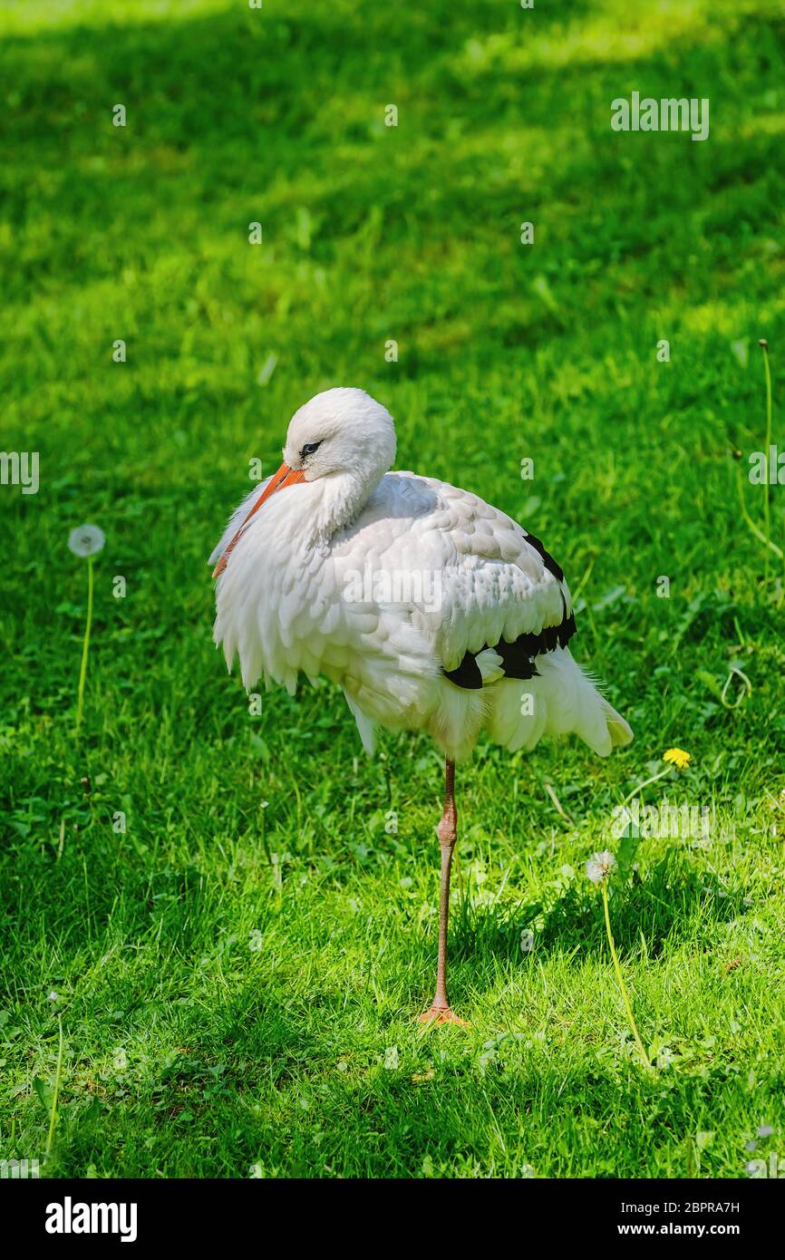 Feathery leg hi-res stock photography and images - Alamy