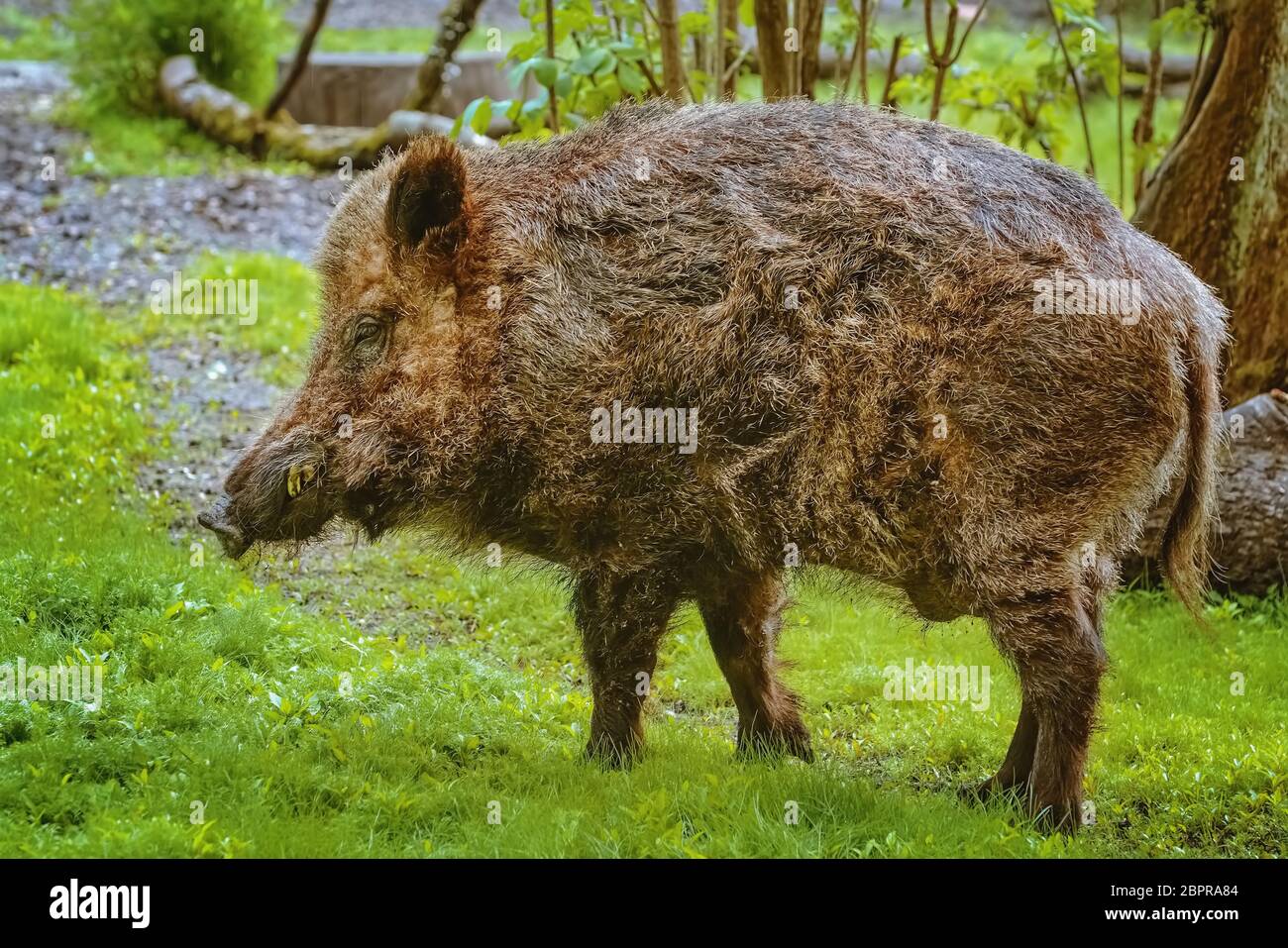 European boar hi-res stock photography and images - Alamy