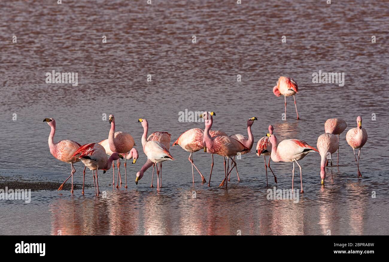 Reserva nacional de fauna andina hi-res stock photography and images ...