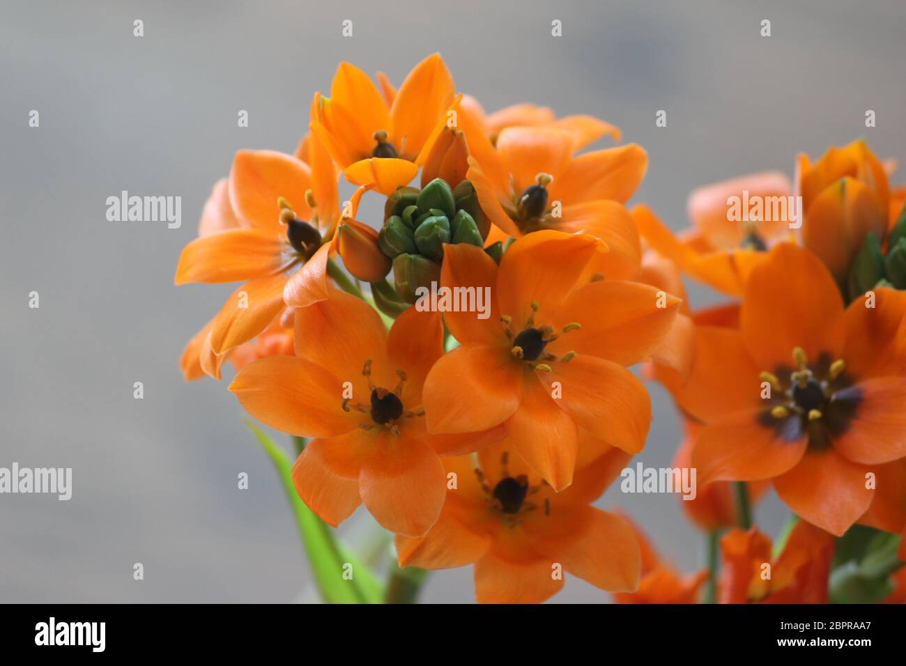 Closeup of orange sun star flowers Stock Photo - Alamy