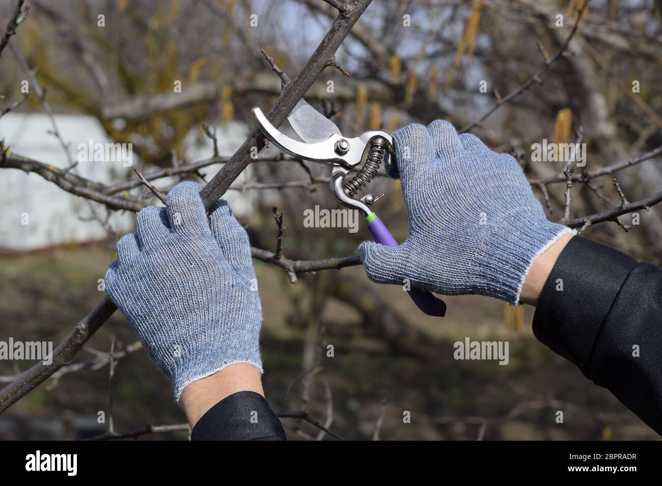 Pruning prunus pruning shears. Trimming the tree with a cutter. Spring ...