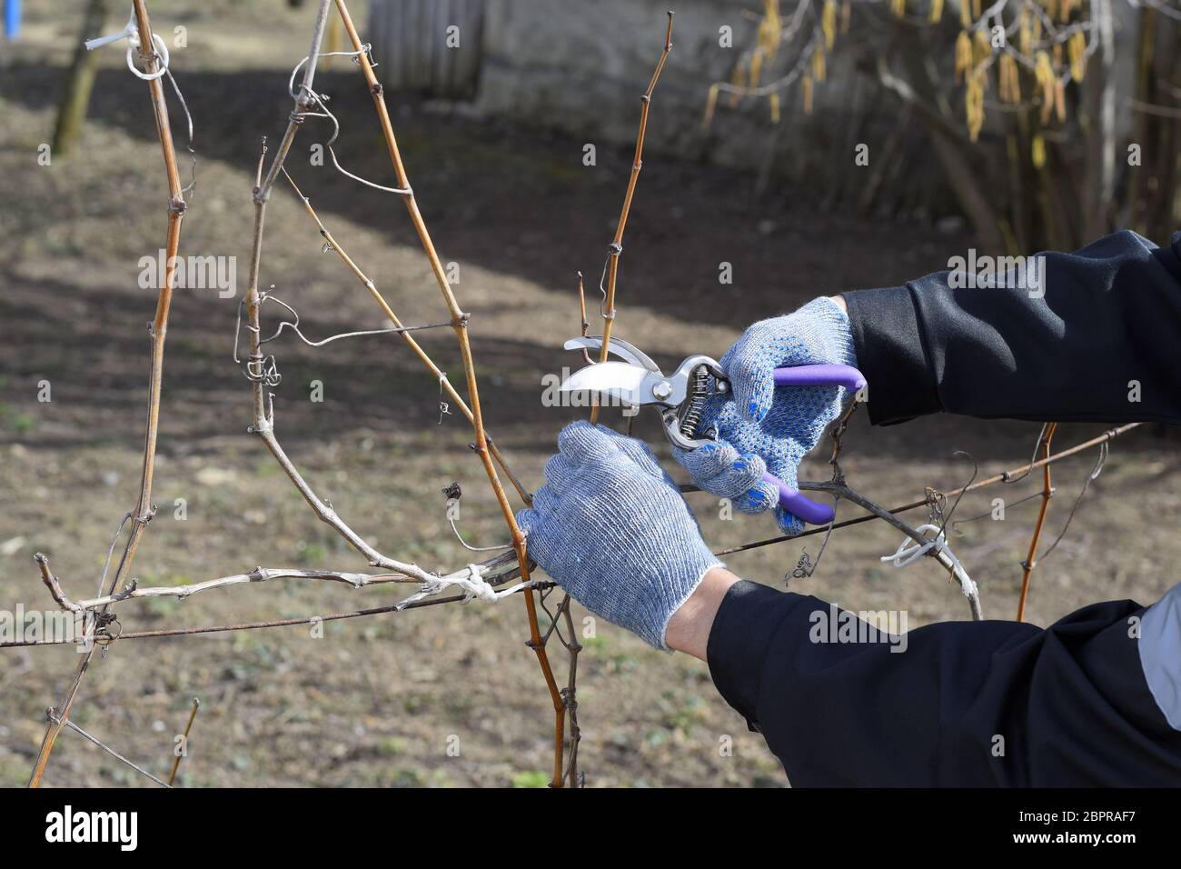 Pruning grapevine pruners. Trimming the tree with a cutter. Spring ...