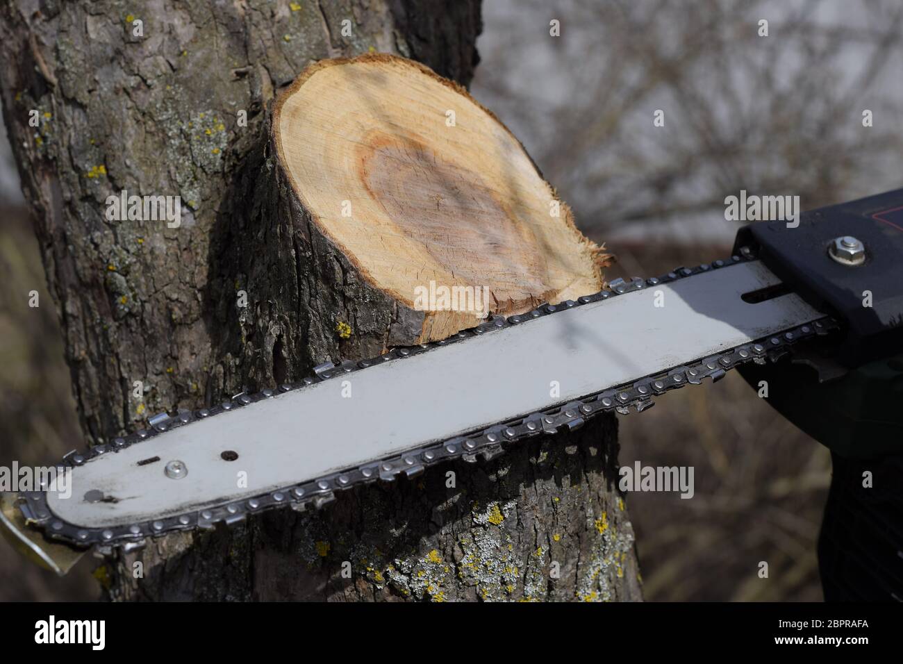 sawn electric sawing tree. The stump of saw cut branches Stock Photo ...