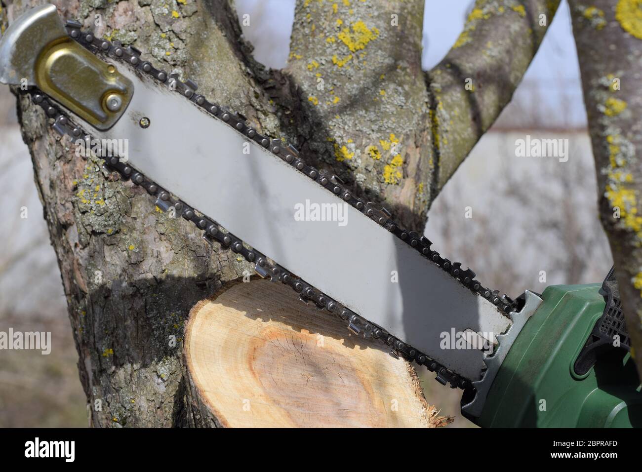 sawn electric sawing tree. The stump of saw cut branches Stock Photo ...