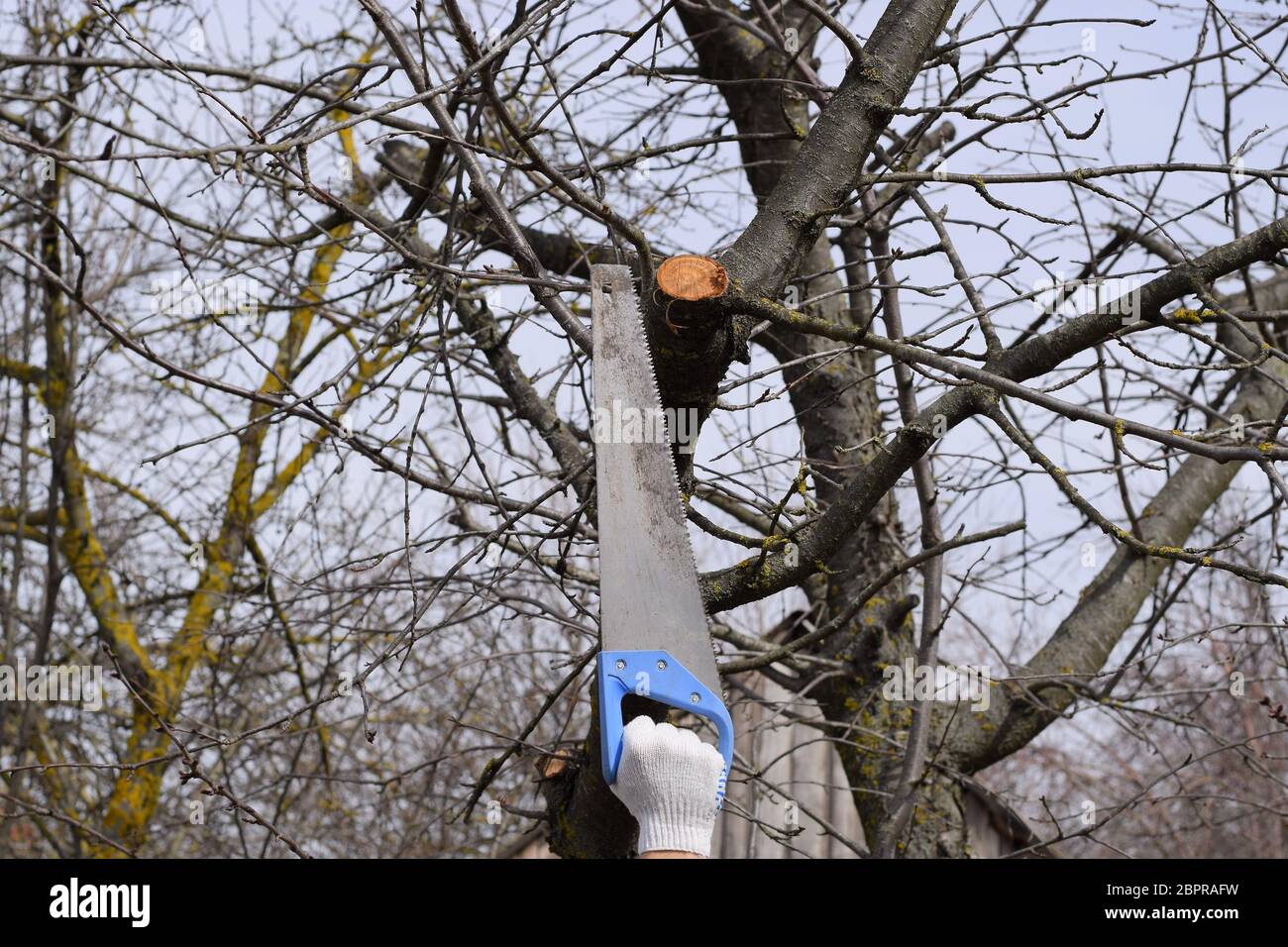 Cutting a tree branch with a hand garden saw. Pruning fruit trees in ...