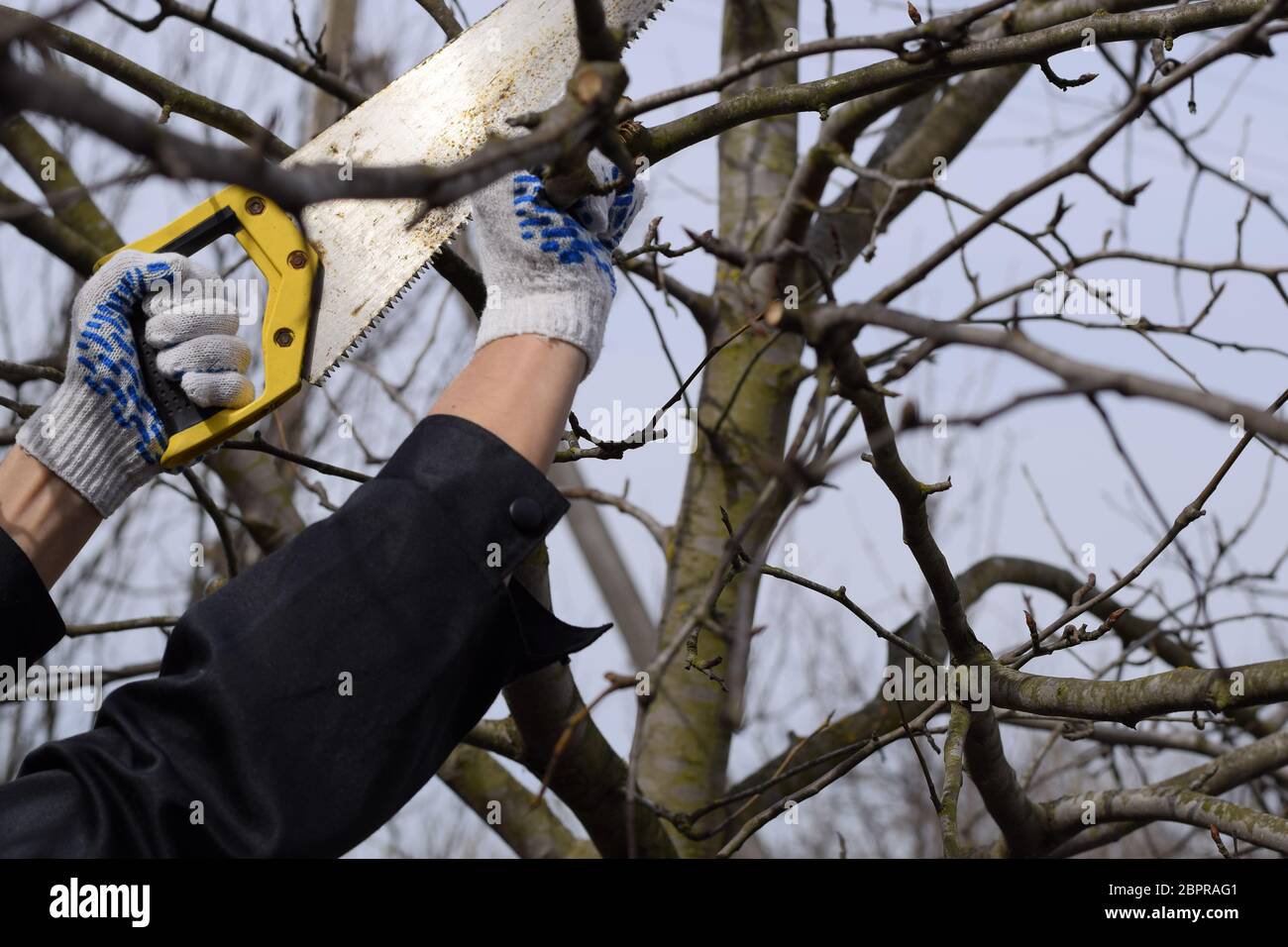 Cutting a tree branch with a hand garden saw. Pruning fruit trees in ...