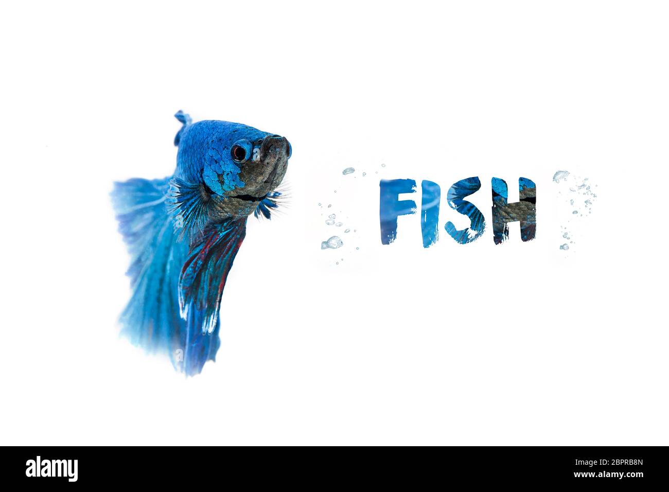 Aquarium Blue Betta Fish isolated on white background Stock Photo - Alamy