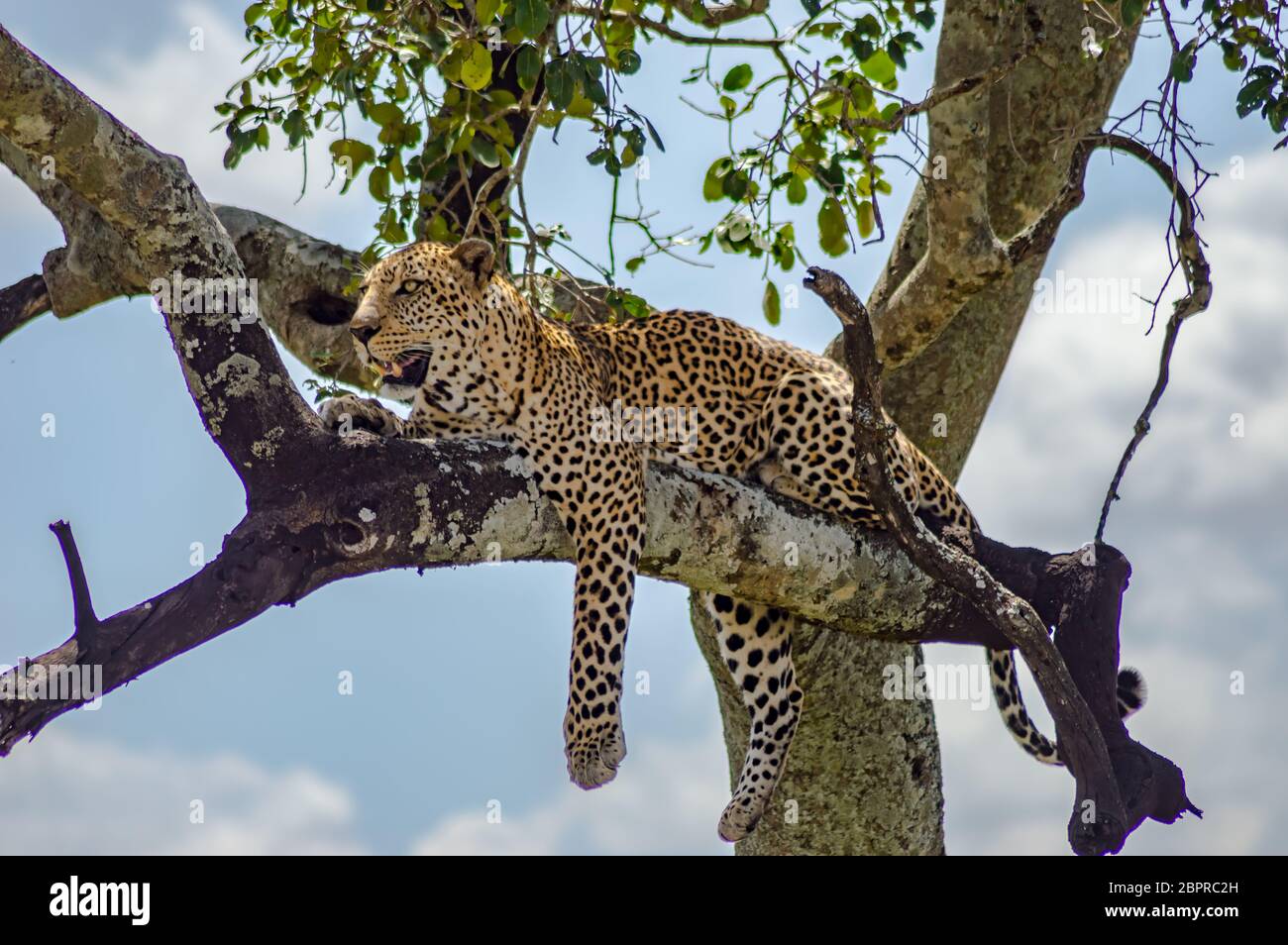 Leopard lying on a branch of a tree in the Masai Mara Park in North ...