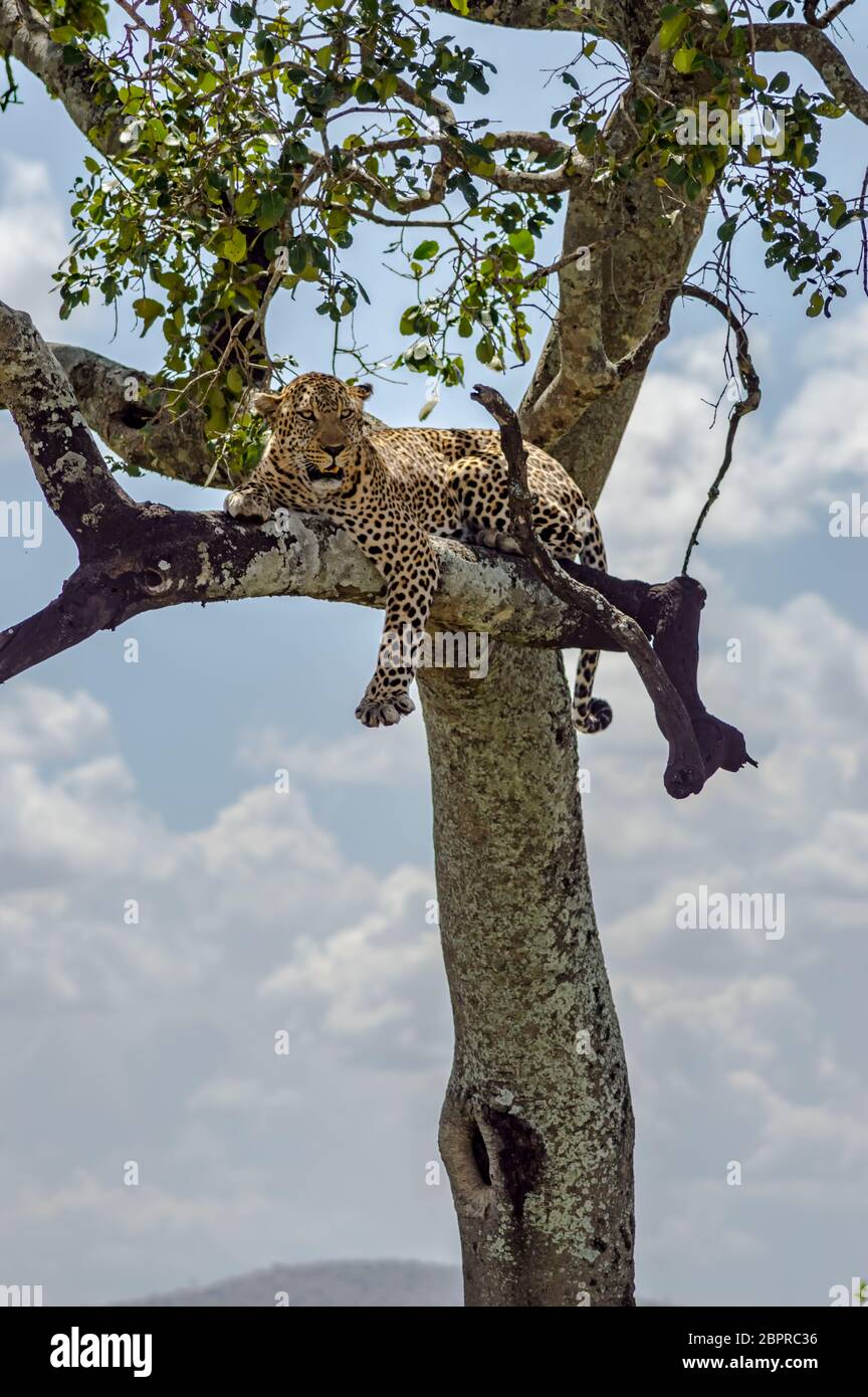 Leopard lying on a branch of a tree in the Masai Mara Park in North ...