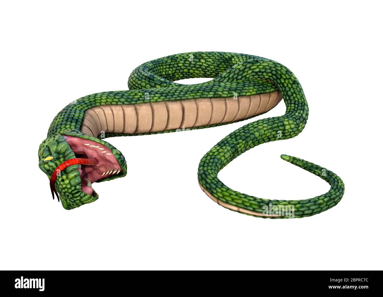 3D rendering of a green giant fantasy snake isolated on white ...