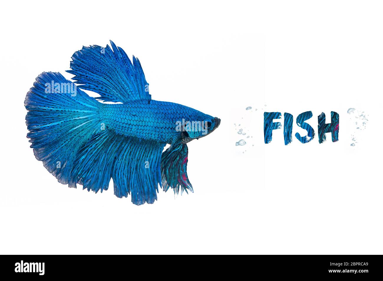 Aquarium Blue Betta Fish isolated on white background Stock Photo - Alamy