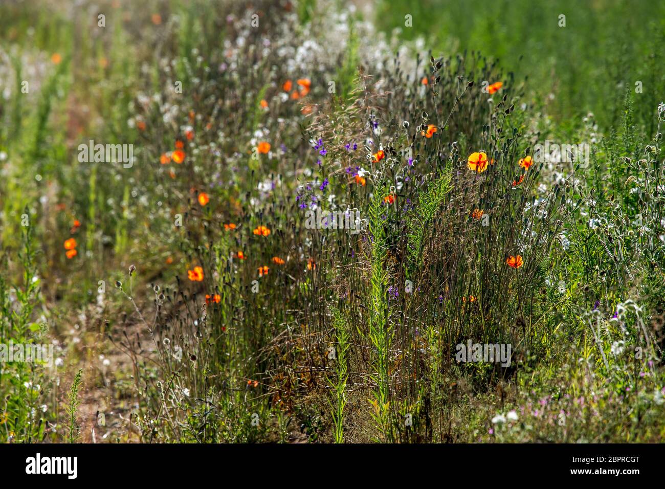 Blooming flowers on green grass at roadside. Meadow with wild flowers ...