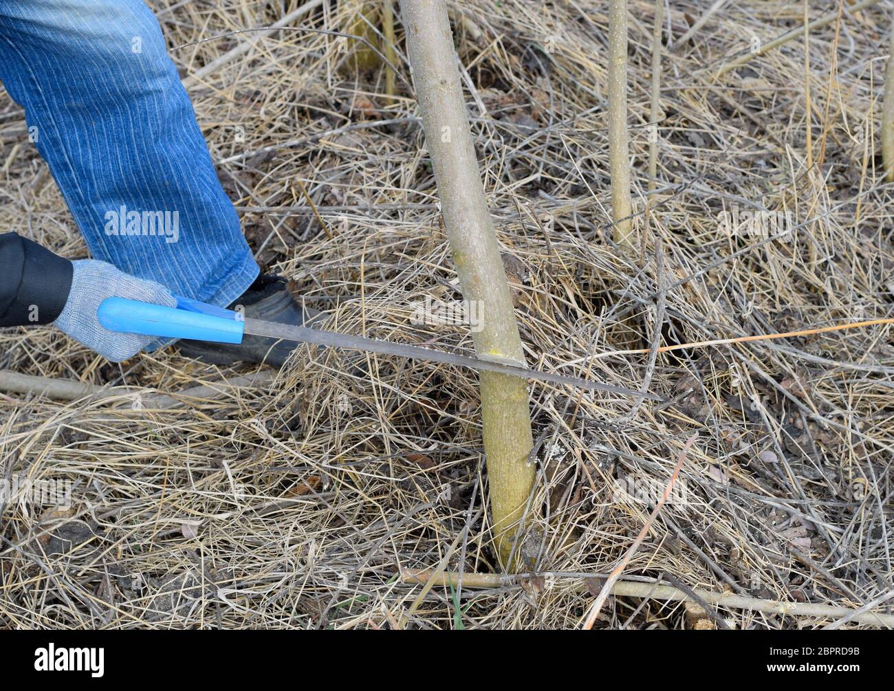 man saws sawing a tree branch. Wood sawing with a hand saw. Hand sawing ...