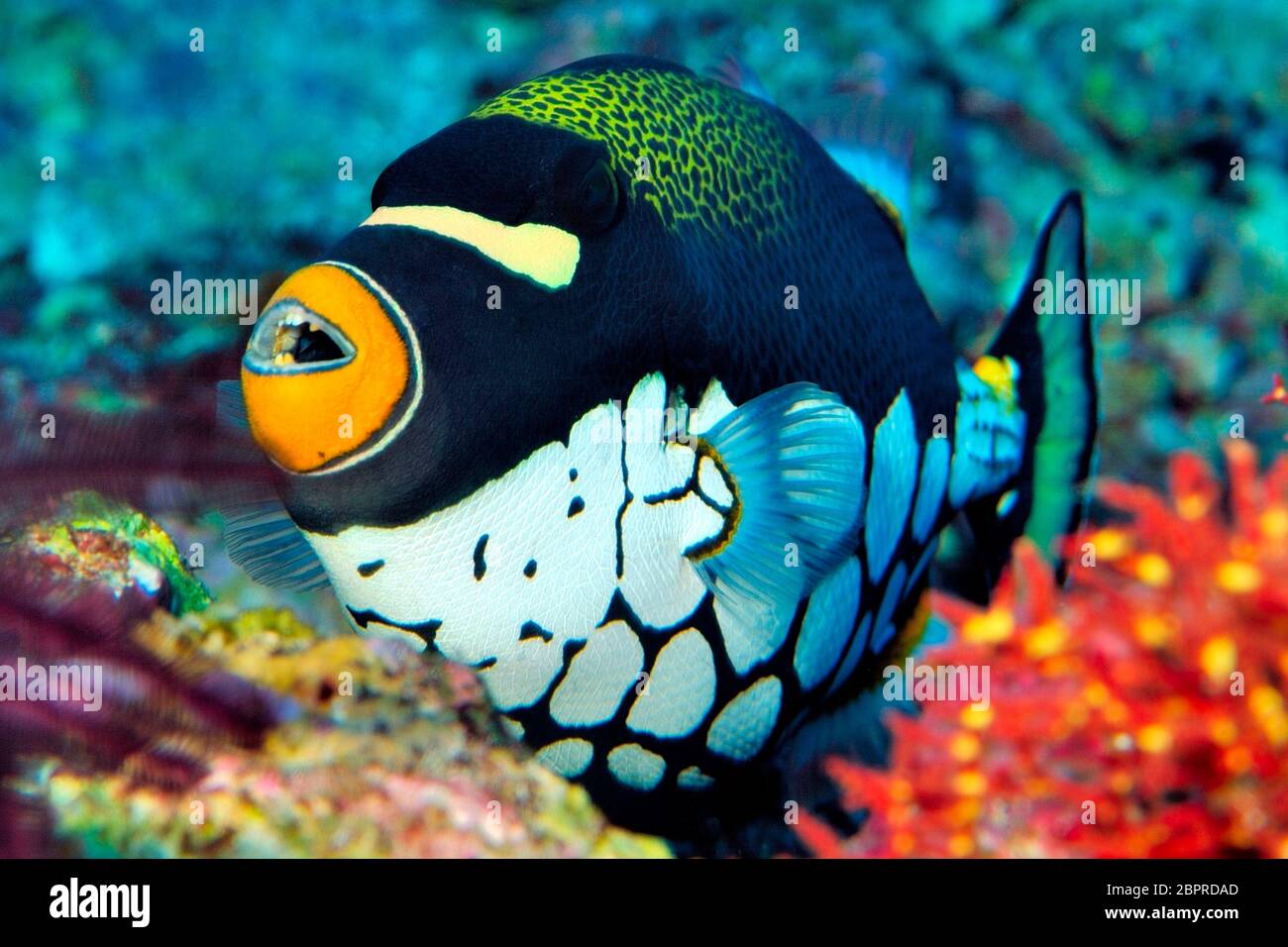 Aggressive With Other Fish High Resolution Stock Photography and Images ...
