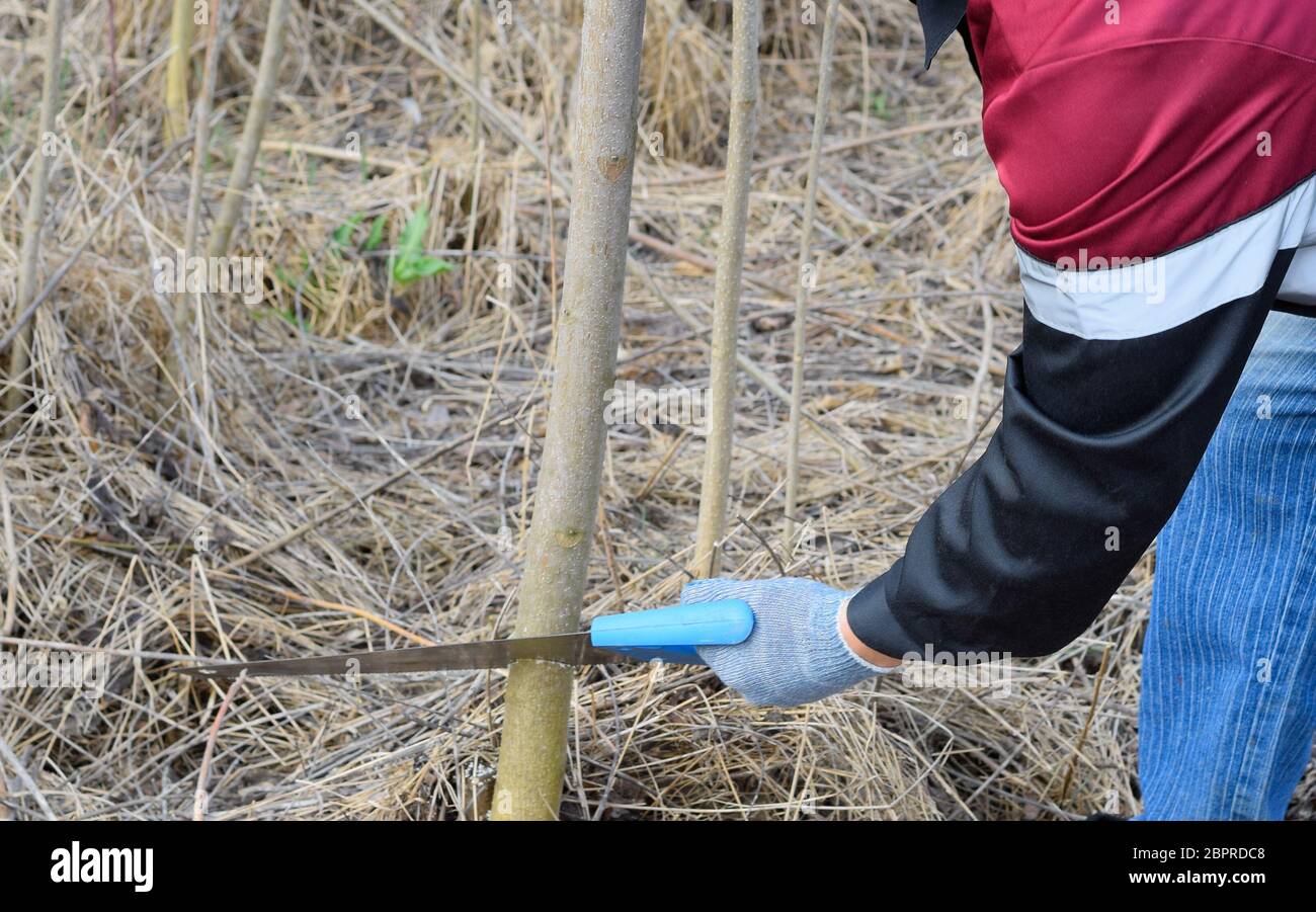 man saws sawing a tree branch. Wood sawing with a hand saw. Hand sawing ...