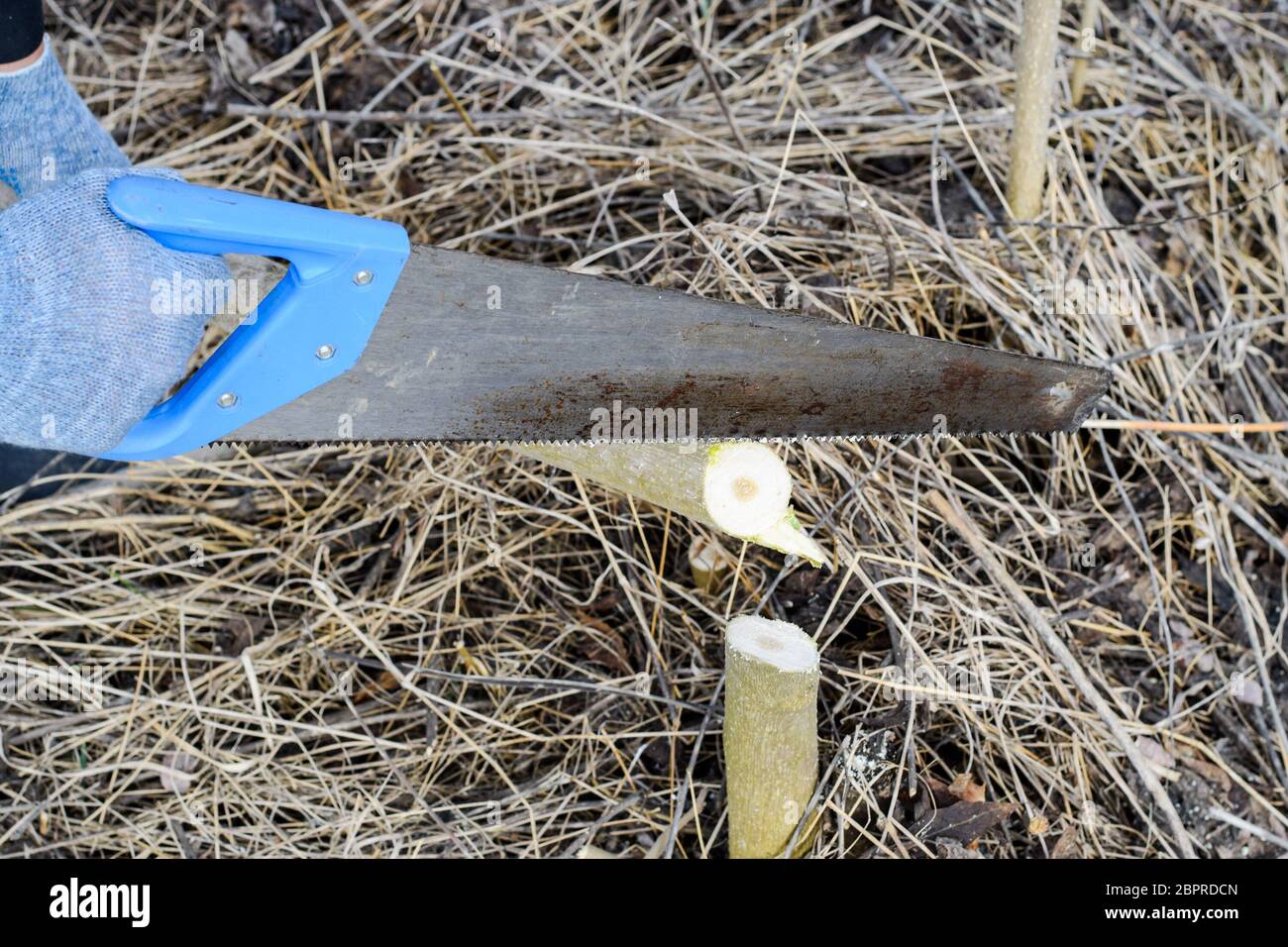 man saws sawing a tree branch. Wood sawing with a hand saw. Hand sawing ...