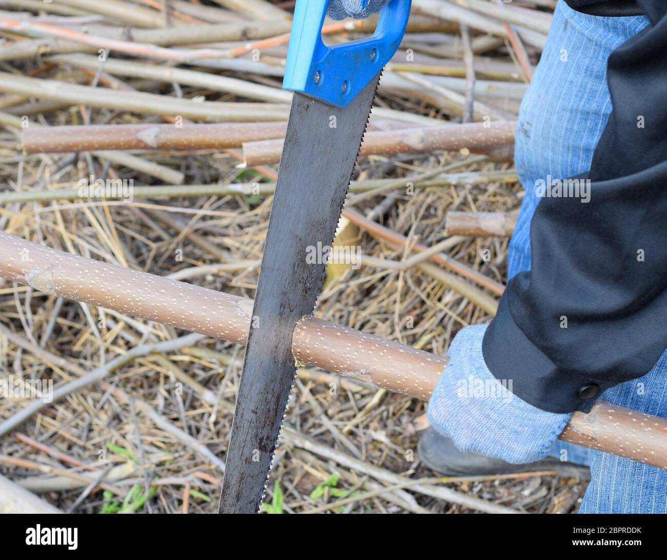 Sawing with a hand saw of a wood branch. man saws sawing a tree branch ...