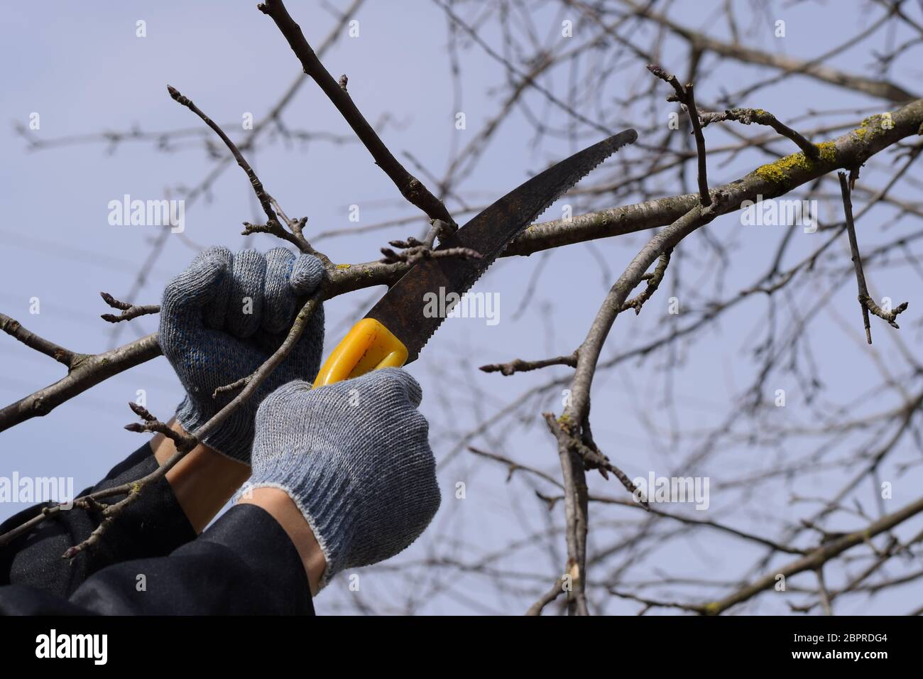 Cutting a tree branch with a hand garden saw. Pruning fruit trees in ...