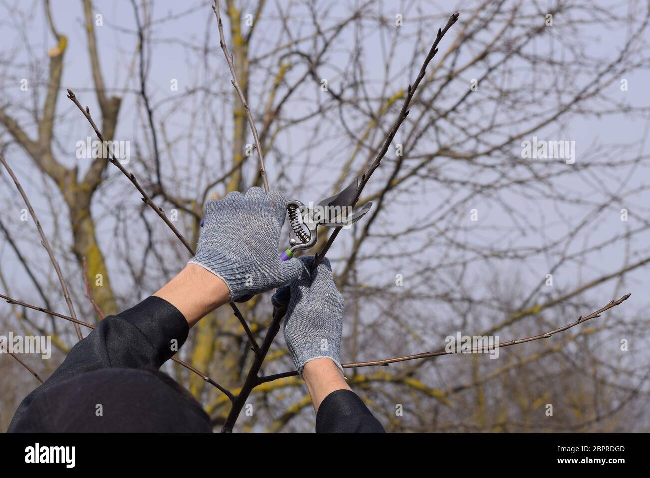 Trimming the tree with a cutter. Spring pruning of fruit trees Stock ...