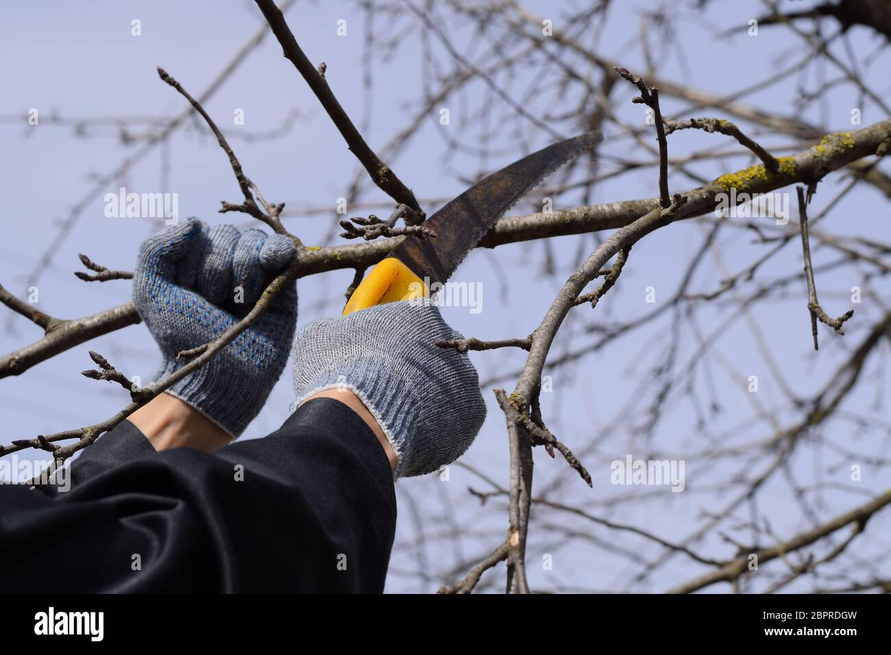 Cutting a tree branch with a hand garden saw. Pruning fruit trees in ...